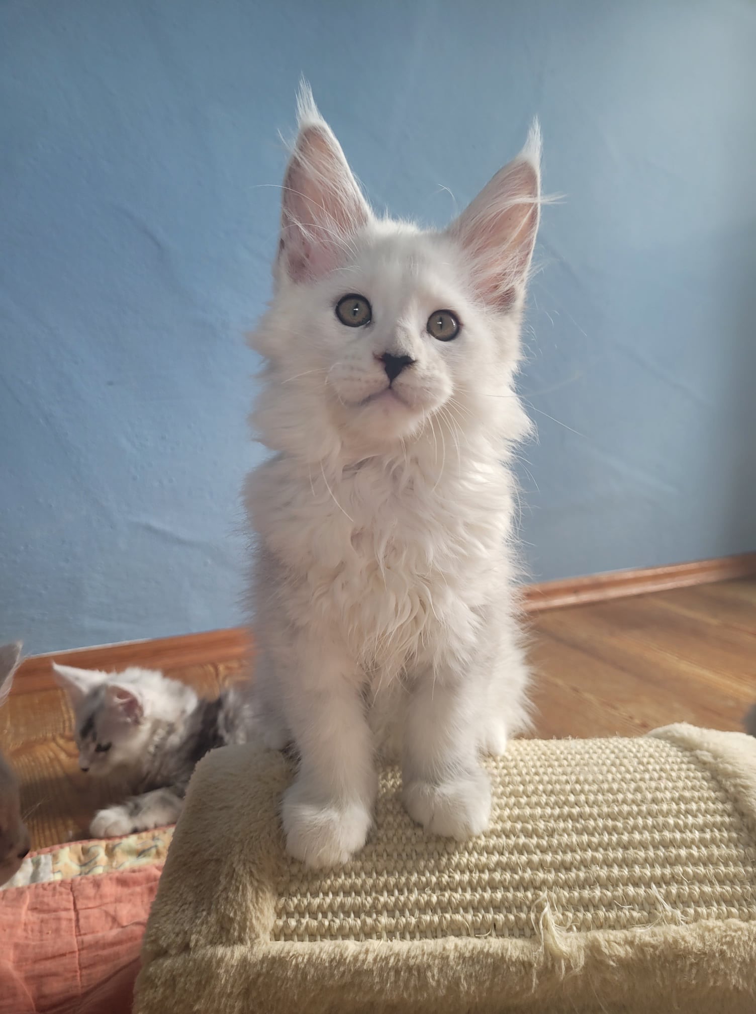 Jerrica Leigh Maine Coon Cattery – A Small Cattery in East Tennessee