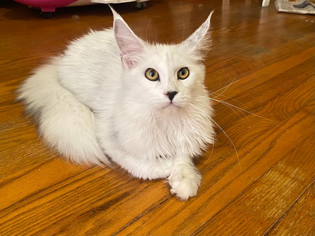 Jerrica Leigh Maine Coon Cattery – A Small Cattery in East Tennessee