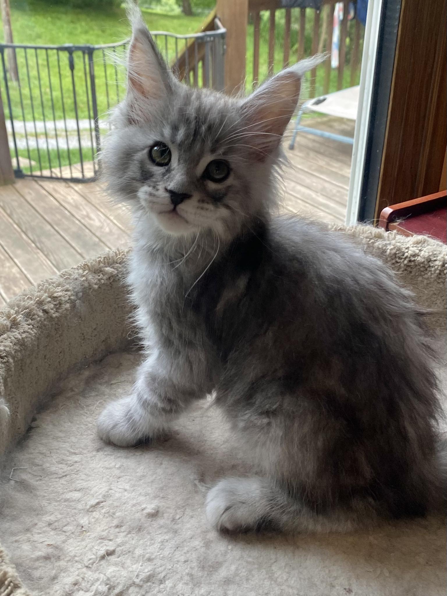 Kittens – Jerrica Leigh Maine Coon Cattery